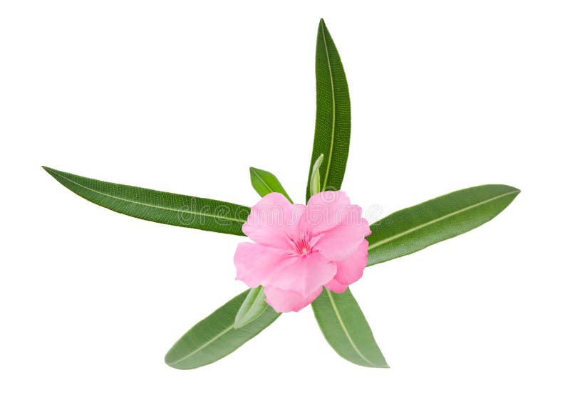 Oleander branch stock image. Image of nerium, oleander - 35086517