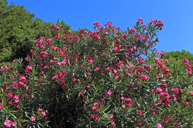 Oleander branch stock image. Image of nerium, oleander - 35086517