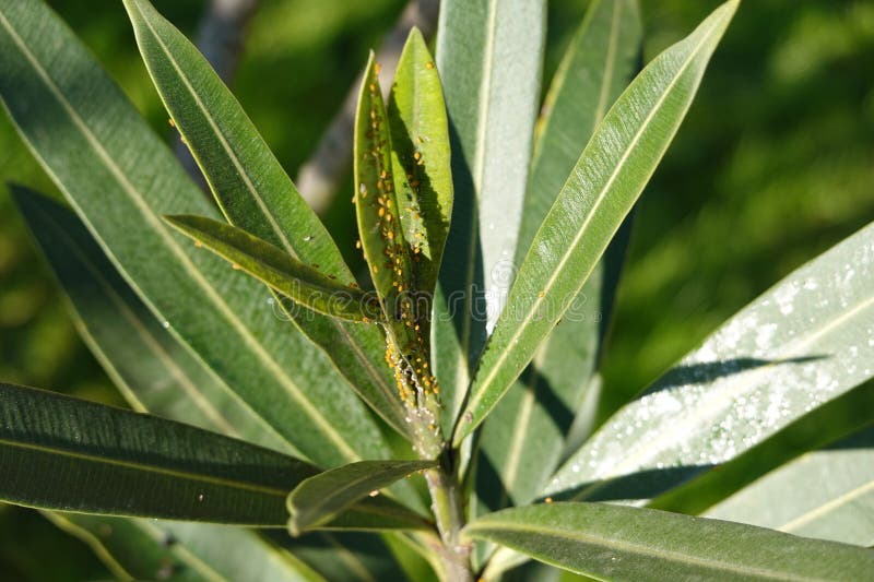 Oleander Bud with Yellow Aphid Invasion. Detail of Oleander Bushes ...