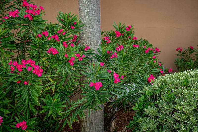 15,828 Oleander Stock Photos - Free & Royalty-Free Stock Photos from ...