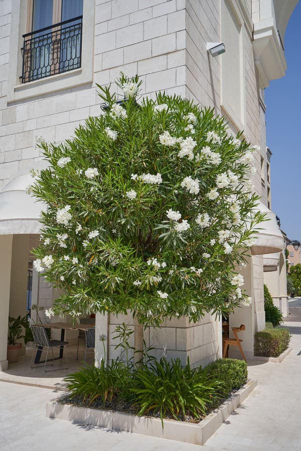 Oleander Bush at the Facade of the Building for Landscaping the ...