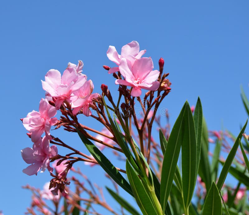 Oleander stock photo. Image of detail, decorative, exotic - 42986652