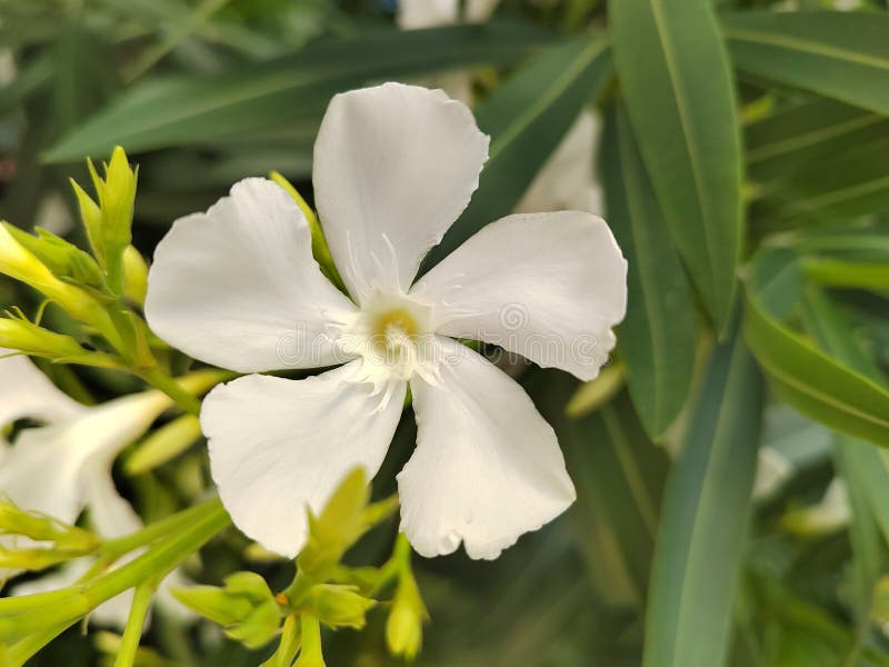 Oleander Flower Full Blooming Stock Photo - Image of green, shrub ...
