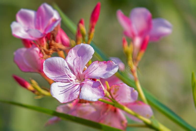 Oleander Flower in Full Bloom Stock Photo - Image of florist, pannier ...