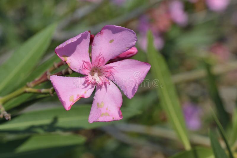 Oleander Flower (Nerium Oleander), Crete Stock Image - Image of plant ...