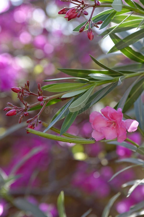 Oleander in flower stock image. Image of plant, tropical - 33255909