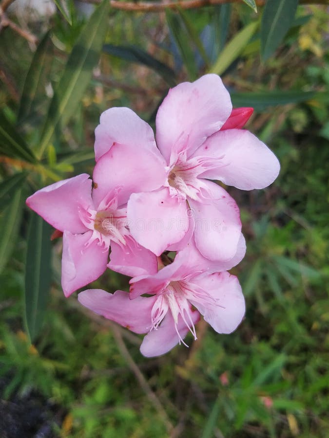 Oleander Flower - Nerium Oleander - Bunga Mentega Stock Image - Image ...
