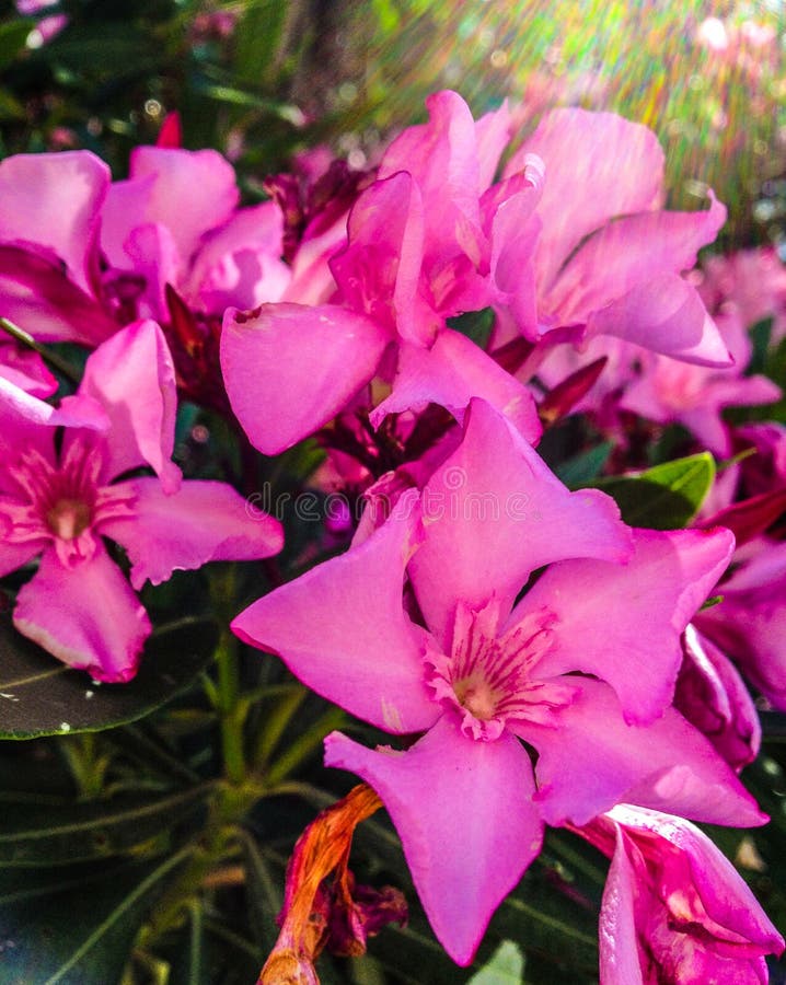 Oleander flower stock photo. Image of nerium, green, sunlight - 38170204
