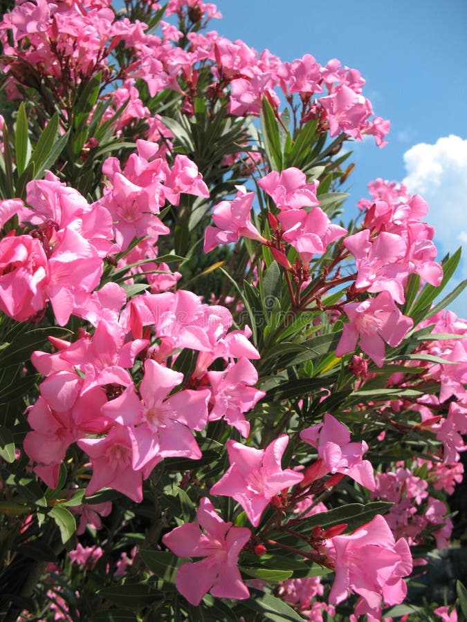 Oleander flowers stock photo. Image of pink, beautiful - 5747534