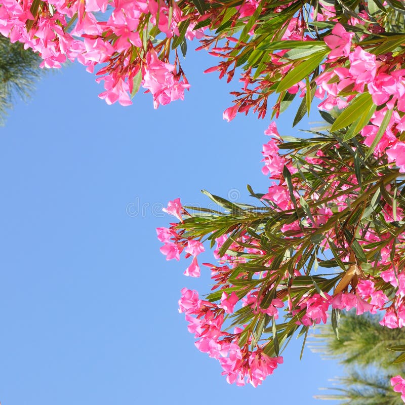 Oleander Flowers on a Blue Sky Background Stock Photo - Image of aroma ...