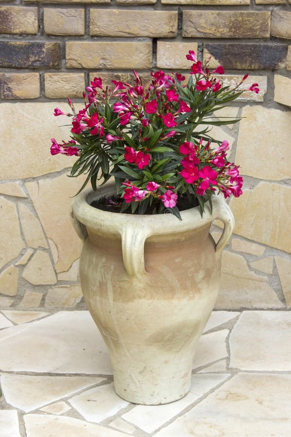 Oleander Flowers in a Clay Pot Stock Image - Image of romantic, wall ...