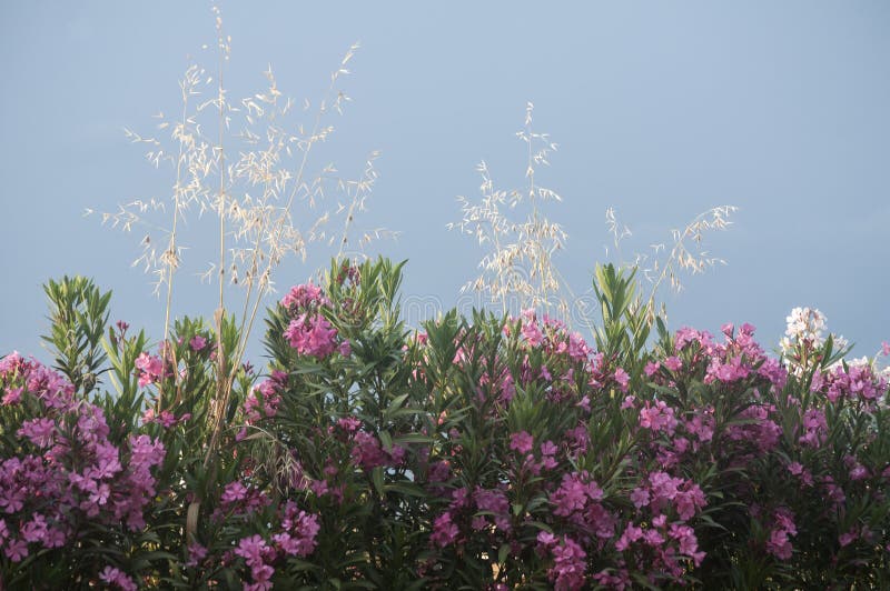 Oleander Flowers on Sky Background Stock Image - Image of beauty ...
