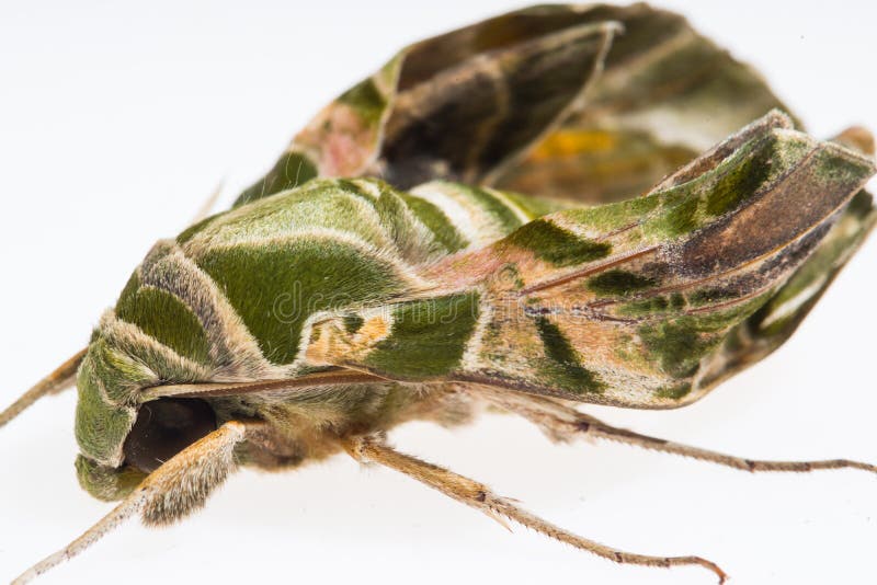 204 Oleander Hawk Moth Army Green Moth Photos - Free & Royalty-Free ...