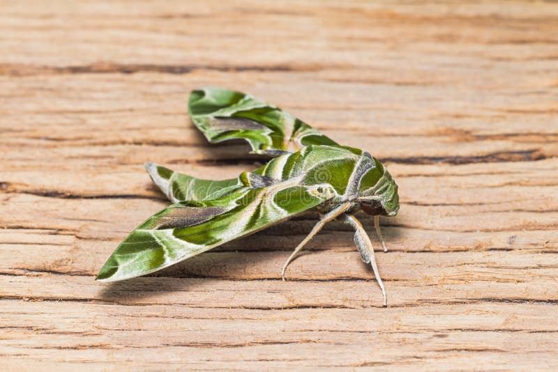 Oleander Hawk-moth stock photo. Image of hawk, plank - 36412224