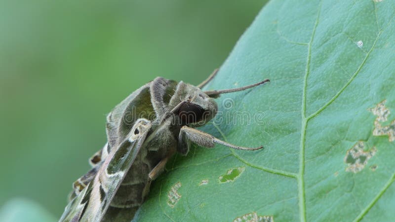 Oleander Hawk Moth on Green Leaf. Stock Footage - Video of arthropod ...