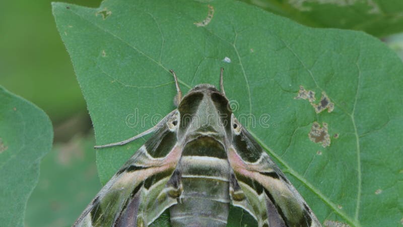 Oleander Hawk Moth on Green Leaf. Stock Video - Video of larva, insect ...