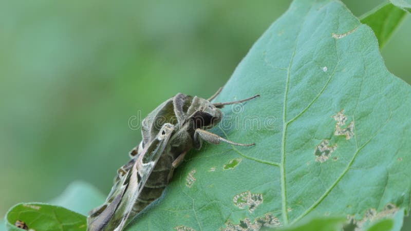 Oleander Hawk Moth on Green Leaf. Stock Video - Video of ...