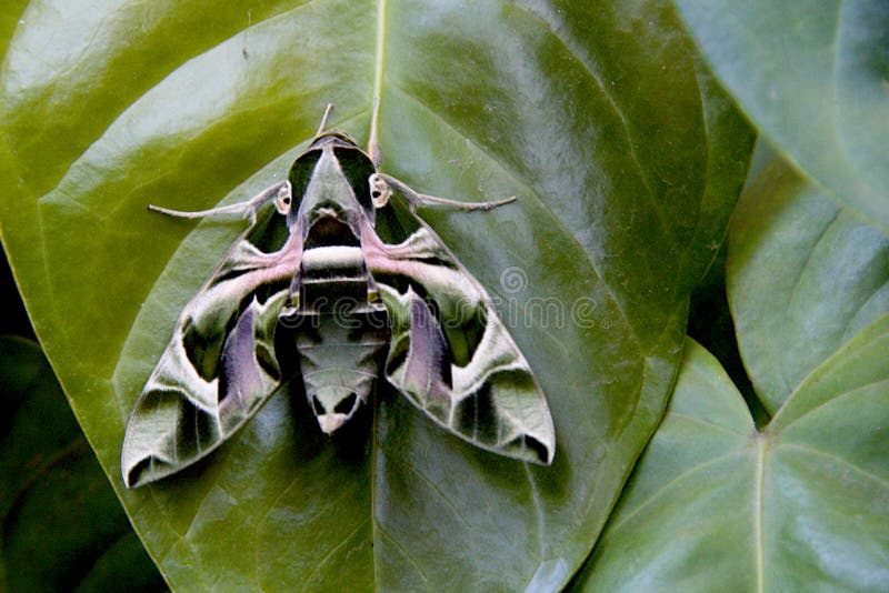 Oleander Hawk Moth on Leaf stock photo. Image of hawk - 369417222