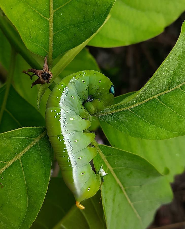 Oleander Hawk-moth in Plant. Stock Photo - Image of moth, larvae: 281440980