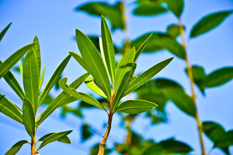 Oleander leaf stock photo. Image of stamen, showy, fresh - 26466626