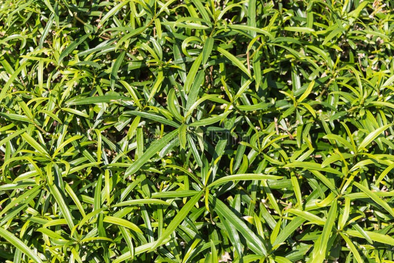 Oleander Leaf, Nerium Oleander Leaf with Rain Droplet in Garden Stock ...