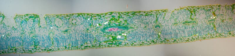 Oleander Leafcross Section Panoramic View Stock Image - Image of juice ...