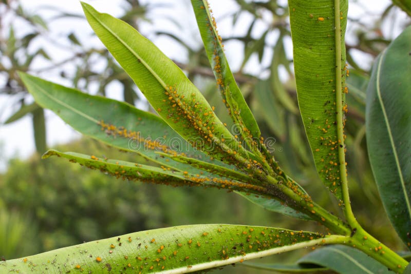 Oleander leaves densely covered with scale insects. Mealy mealybug ...