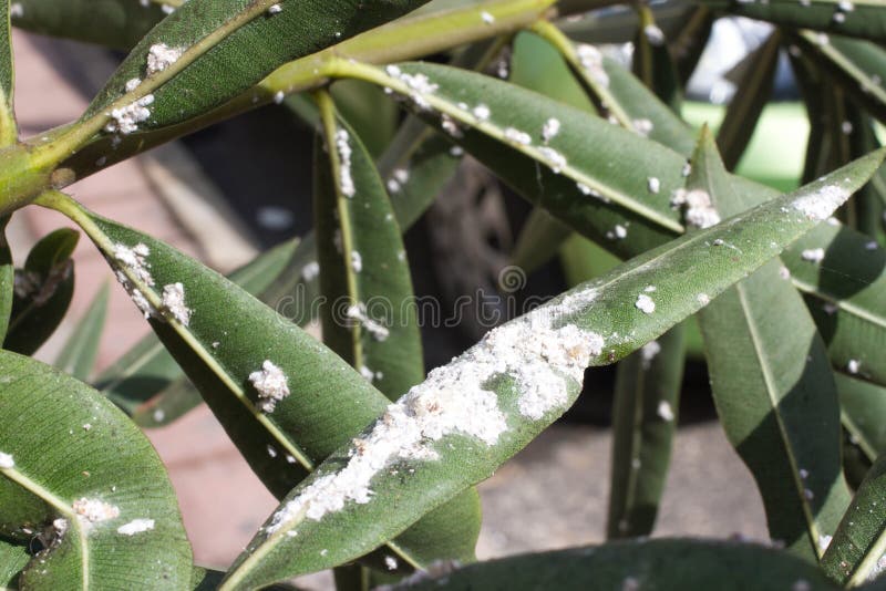 Oleander leaves densely covered with scale insects. Mealy mealybug ...