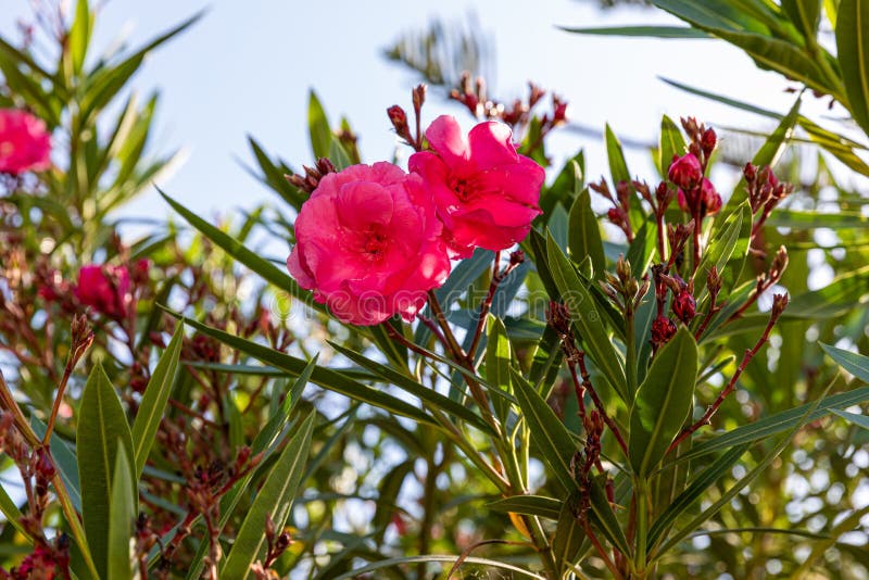 Oleander Nerium Flowering Shrub on Corfu Island Stock Photo - Image of ...