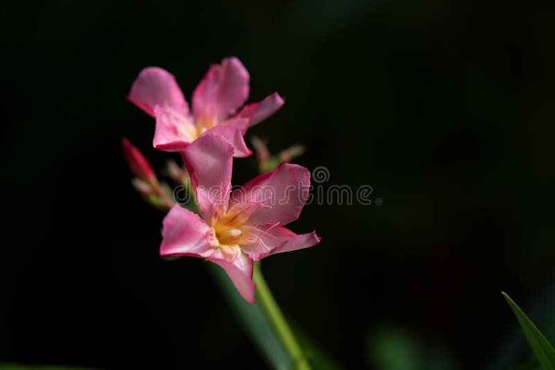 Nature Nerium Oleander ` Kaneru ` Flower of Sri Lanka Stock Photo ...