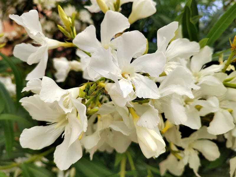 Oleander flowers and plant stock photo. Image of foliage - 280122906