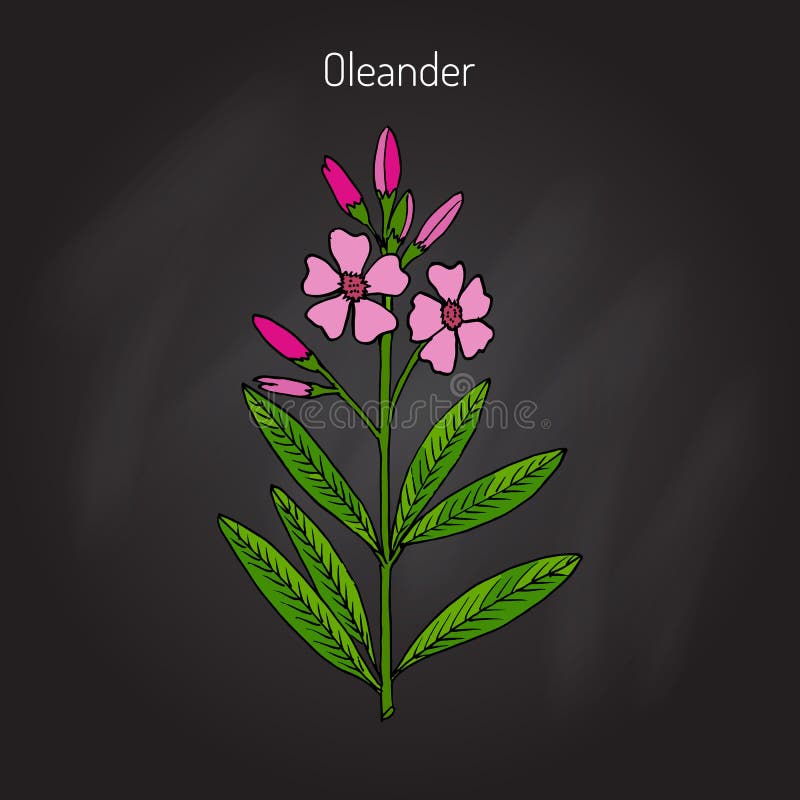 Oleander Nerium oleander stock vector. Illustration of garden - 89737082