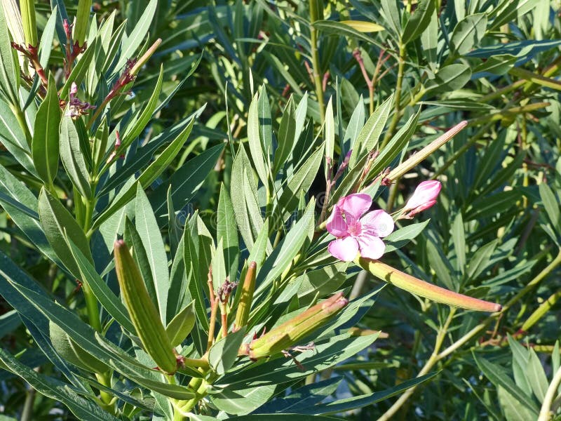 Oleander is an Ordinary Bright Pink Nerium Shrub that is Widely ...
