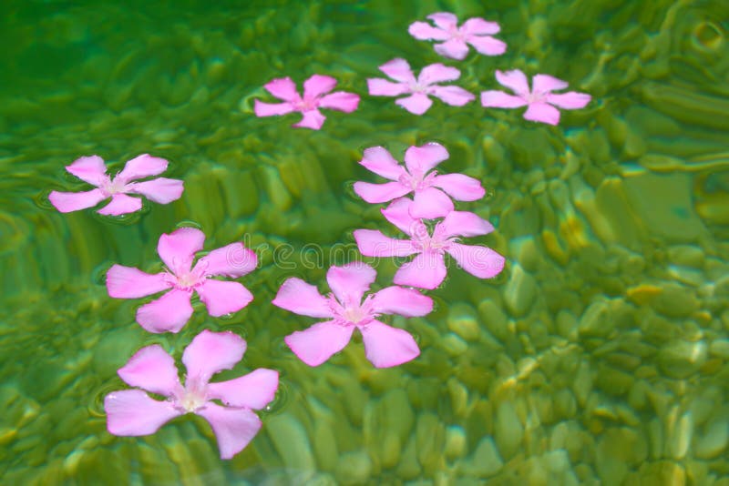 Oleander Pink Flowers Floating in River Stock Photo - Image of exotic ...