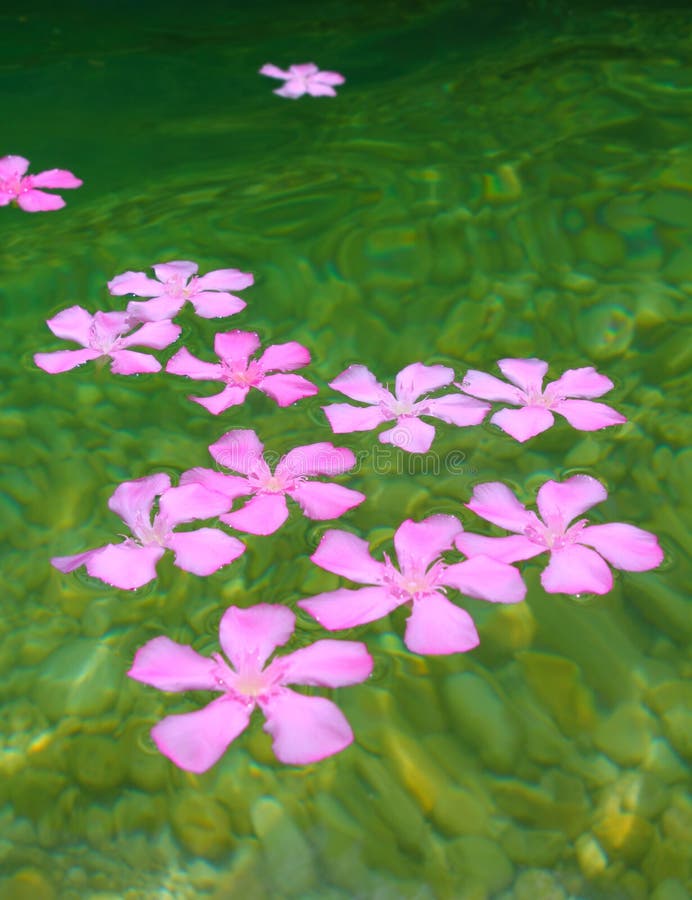 Oleander Pink Flowers Floating in River Stock Photo - Image of exotic ...