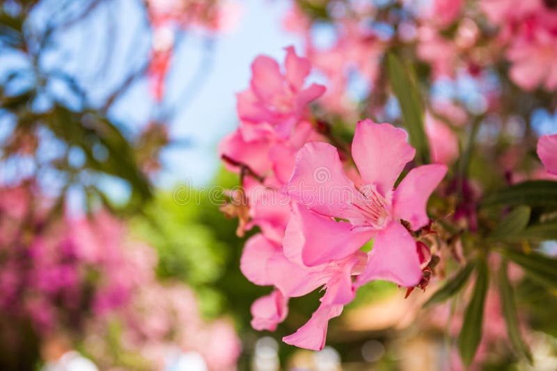 Oleander rose bay flower stock photo. Image of leaf, natural - 48712244