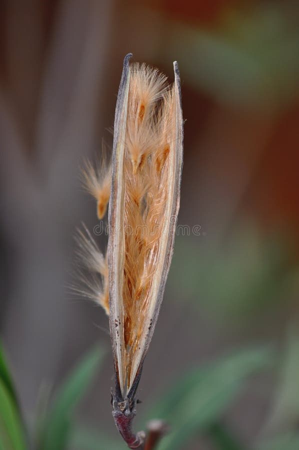 Oleander seeds stock image. Image of biology, florescence - 103497605