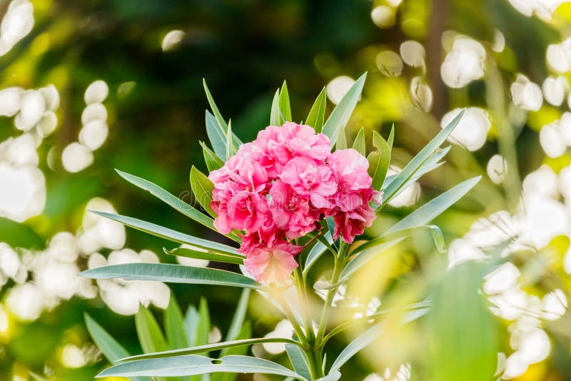 Oleander Shrub Pink Rose Flowers with Leaves. Stock Image - Image of ...