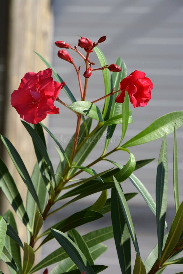 Oleander in Spring Garden, Nerium Oleander Poisonous Plant in Bloom ...