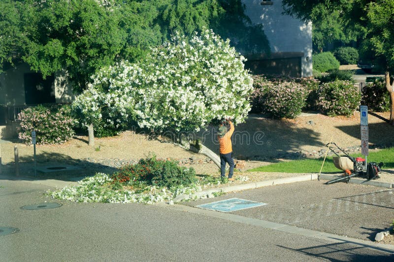 Oleander Spring Trimming in Phoenix, Arizona Stock Photo - Image of ...