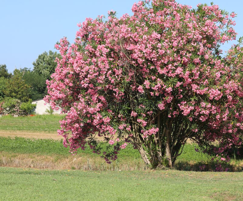 Oleander tree in italy stock photo. Image of salerno - 155517902