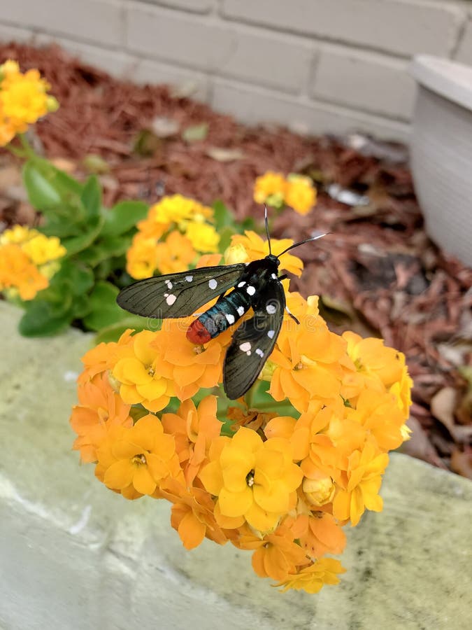 Oleander Wasp Moth on a Yellow Flower Stock Photo - Image of yellow ...