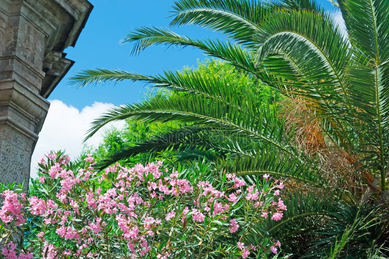 Oleanders and palm stock photo. Image of flora, garden - 37509296