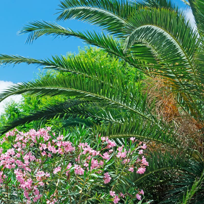 Oleanders and palm stock image. Image of urban, plants - 37509397