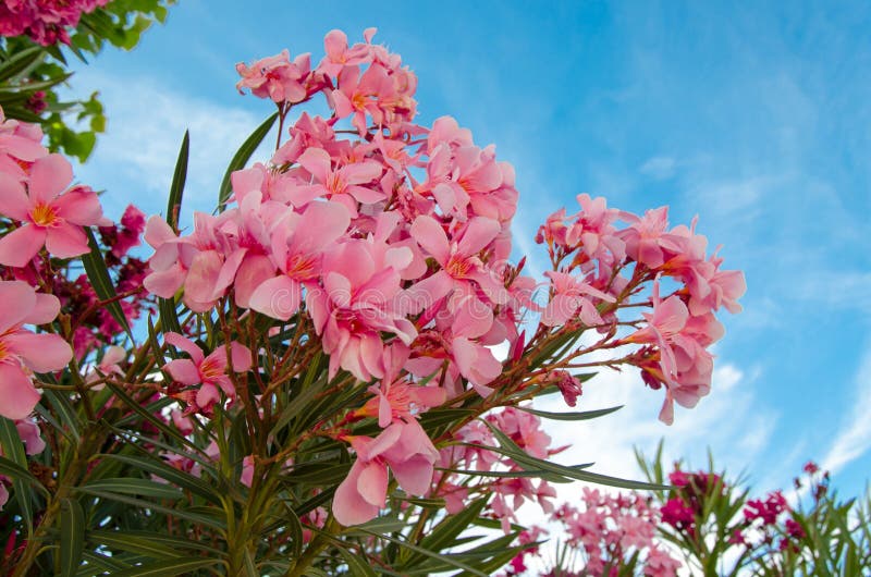 Oleandro cor-de-rosa foto de stock. Imagem de azul, colorido - 59196056