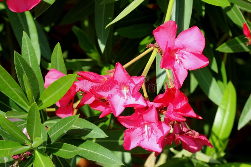 Oleandro Do Nerium, Oleandro Imagem de Stock - Imagem de flores ...
