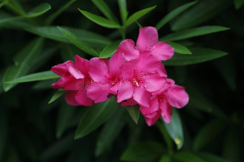 Oleandro rosa immagine stock. Immagine di rosa, bellezza - 75059125