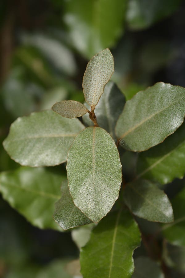Oleaster Compacta stock photo. Image of elaeagnus, botany - 317523162