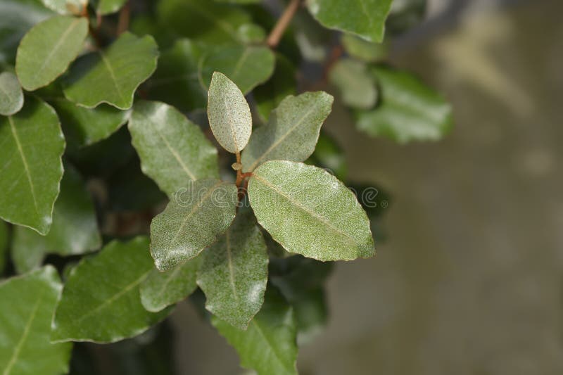 Oleaster Compacta stock photo. Image of summer, oleaster - 336624078