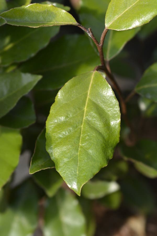 Oleaster Compacta stock photo. Image of elaeagnus, botany - 254471982